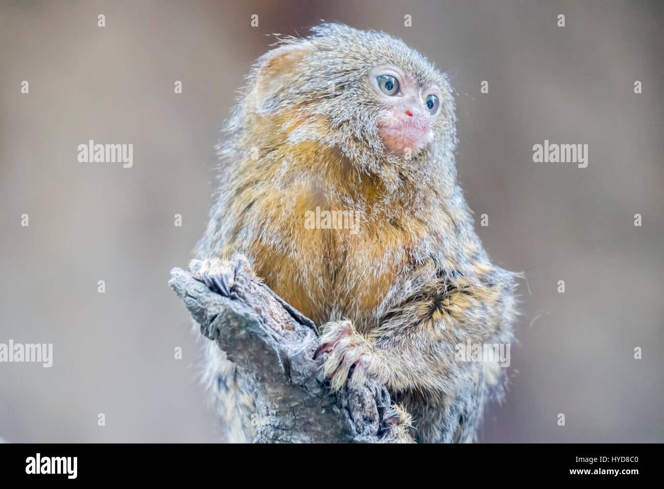 Callithrix pygmaea, Pygmy marmoset Stock Photo - Alamy
