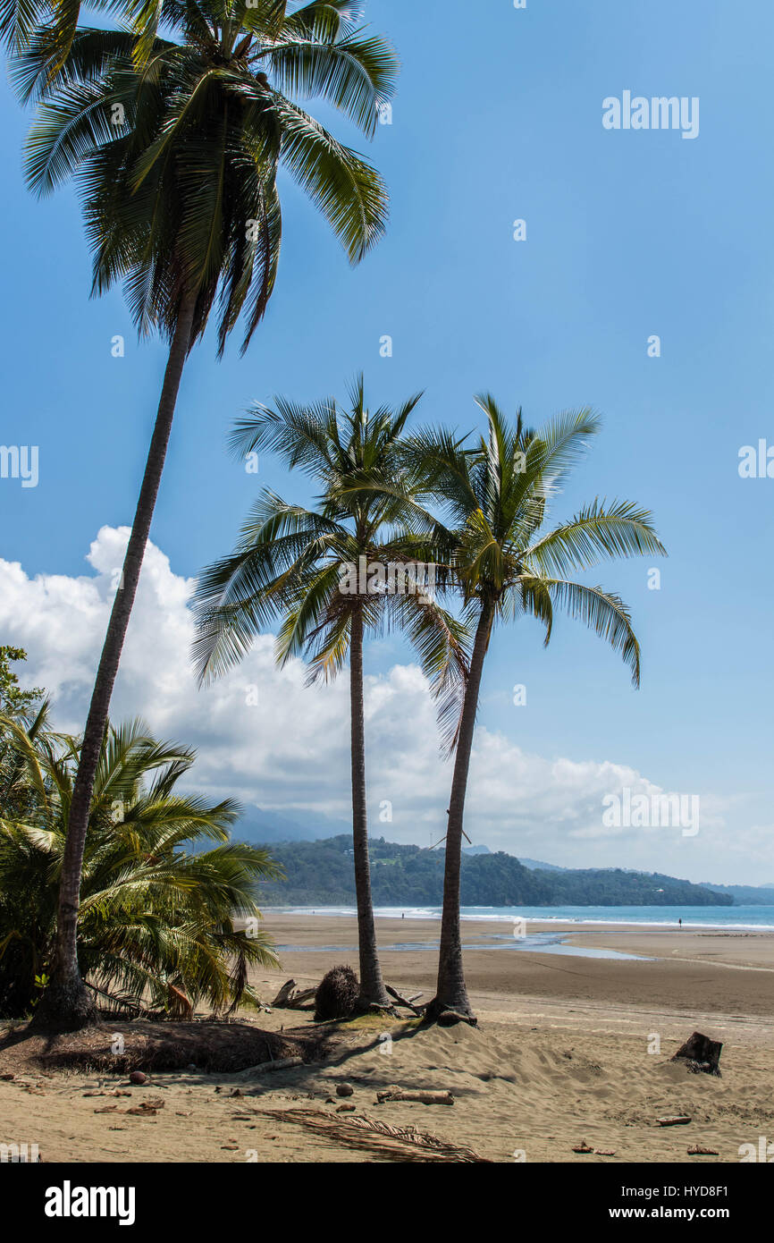 Ballena ballena hi-res stock photography and images - Alamy