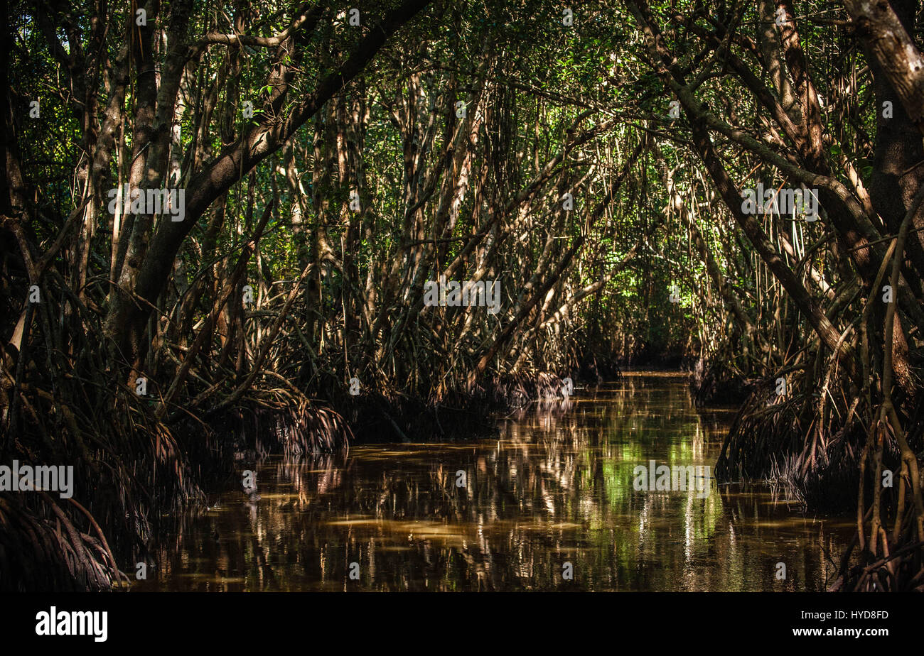 Everglades city hi-res stock photography and images - Alamy