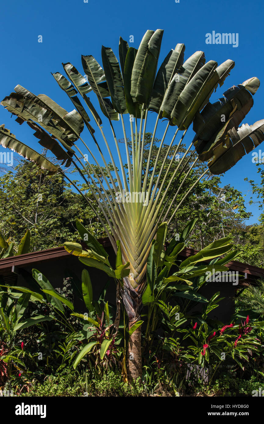 Travellers palm hi-res stock photography and images - Alamy