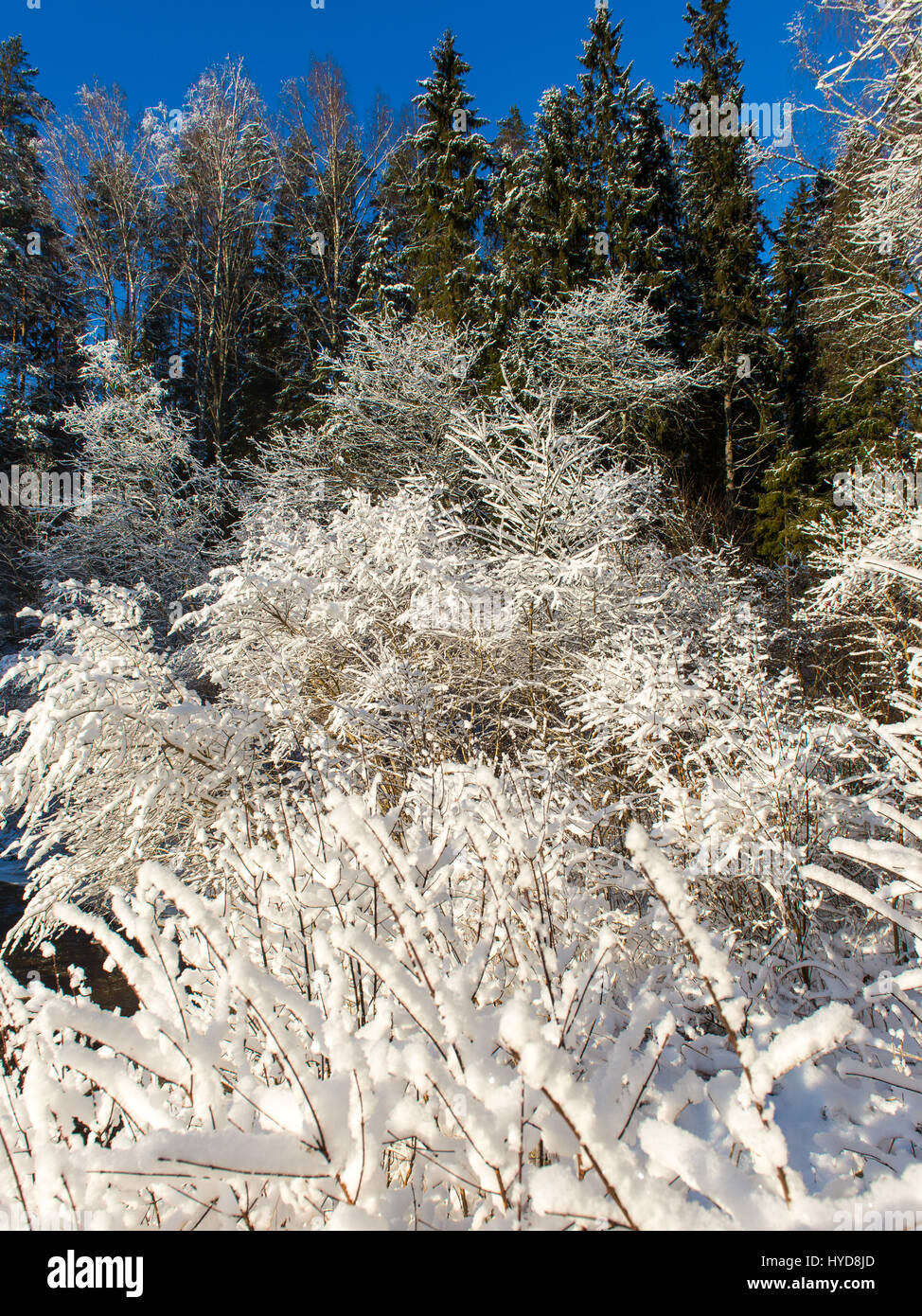 snowy winter trees on bright blue sky background Stock Photo - Alamy