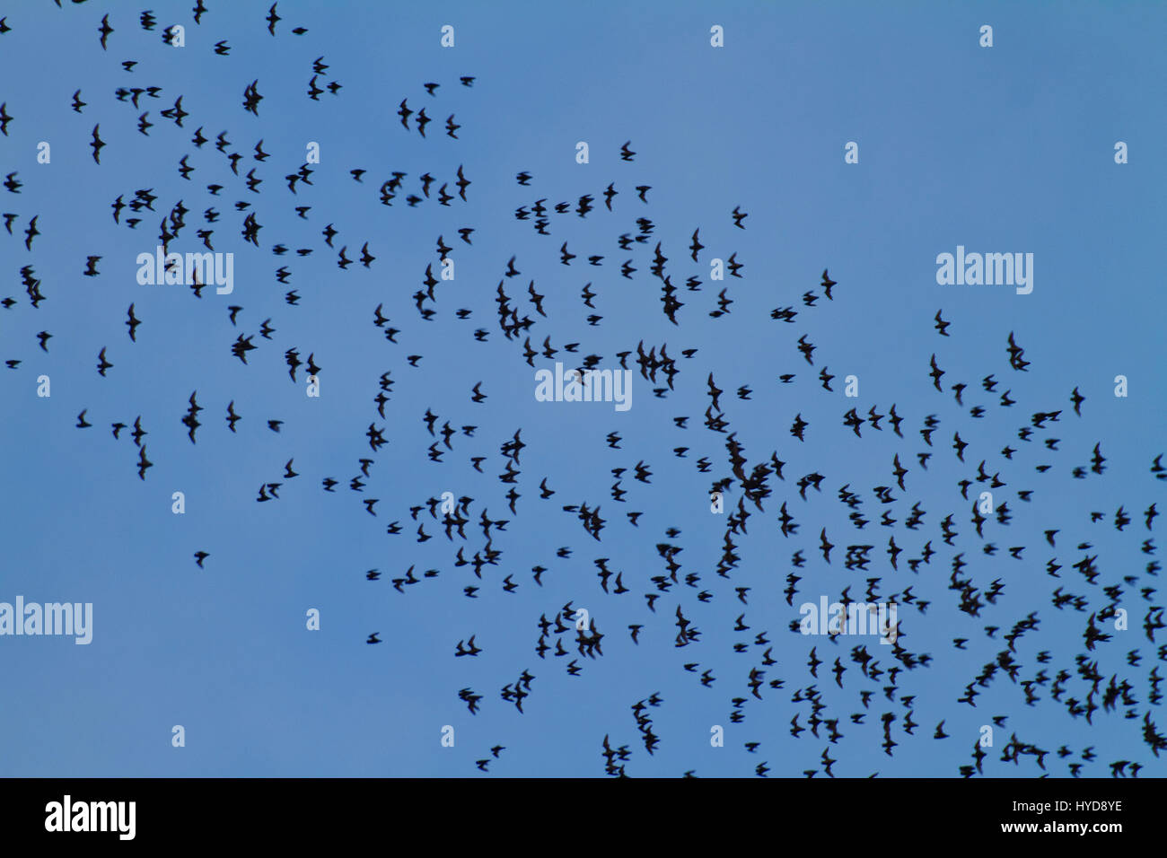 Swarming of the bats in Mulu National Park, Borneo, Malaysia Stock ...