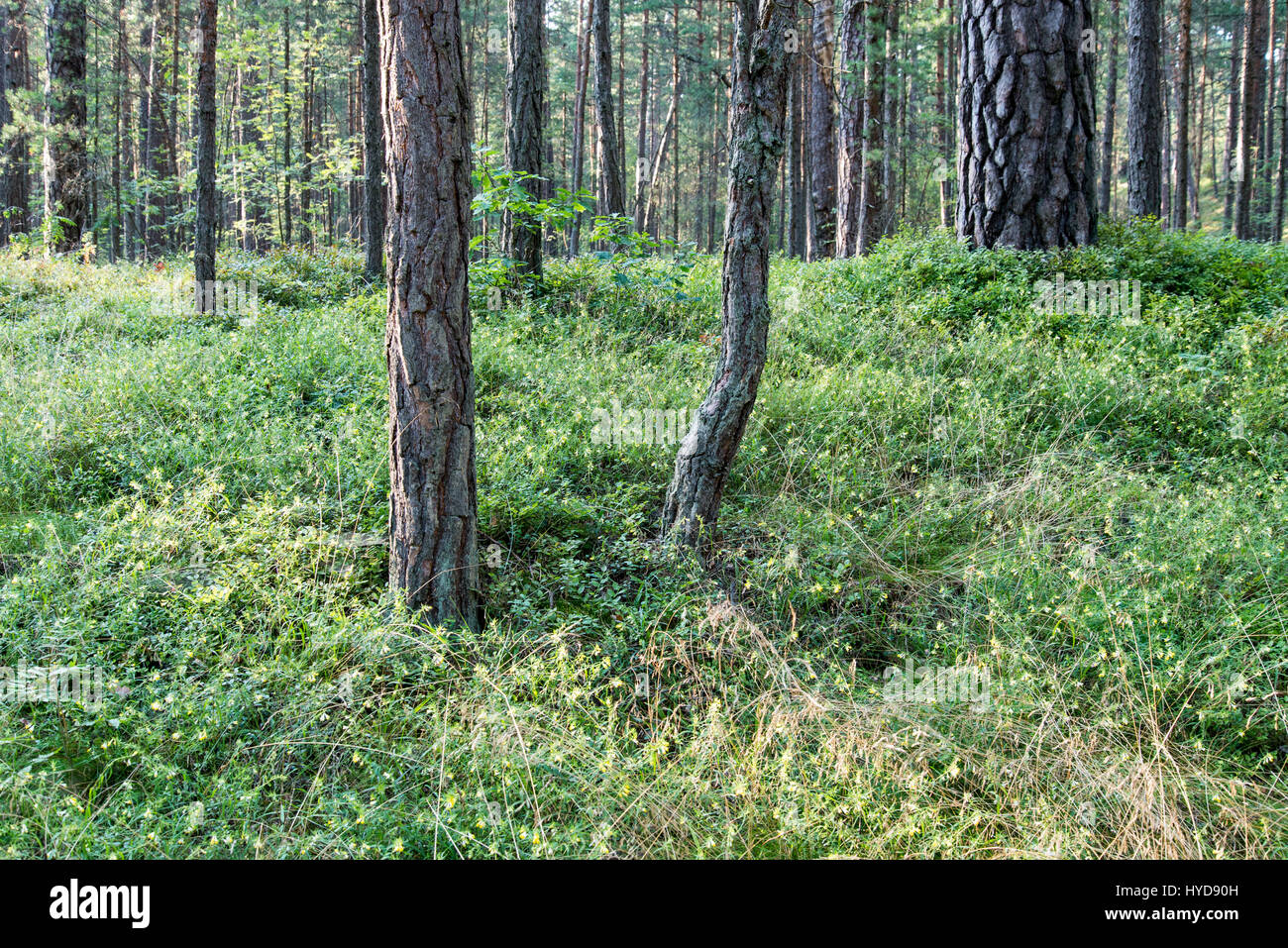 trees in forest near the sea Stock Photo - Alamy