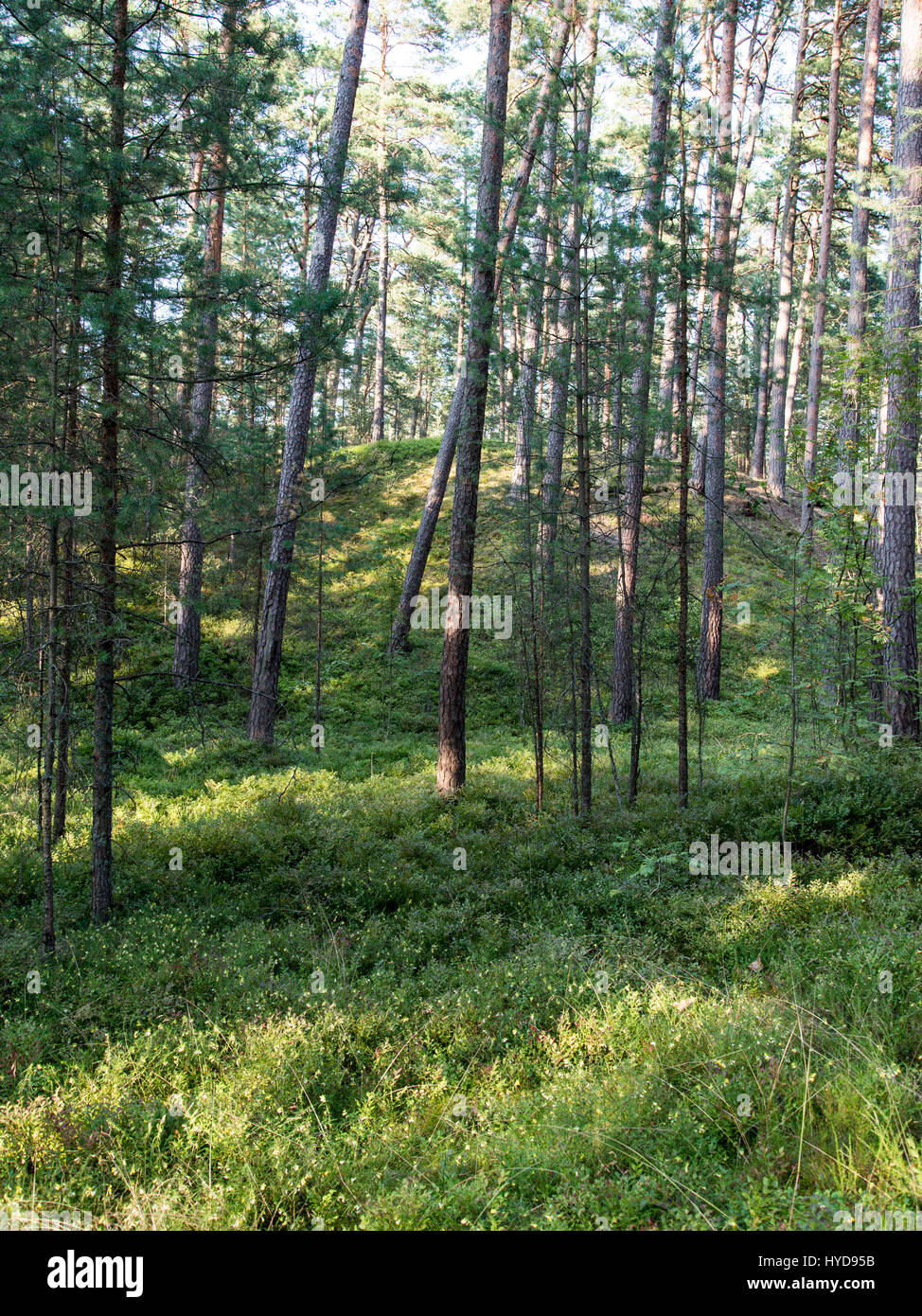 trees in forest near the sea Stock Photo - Alamy