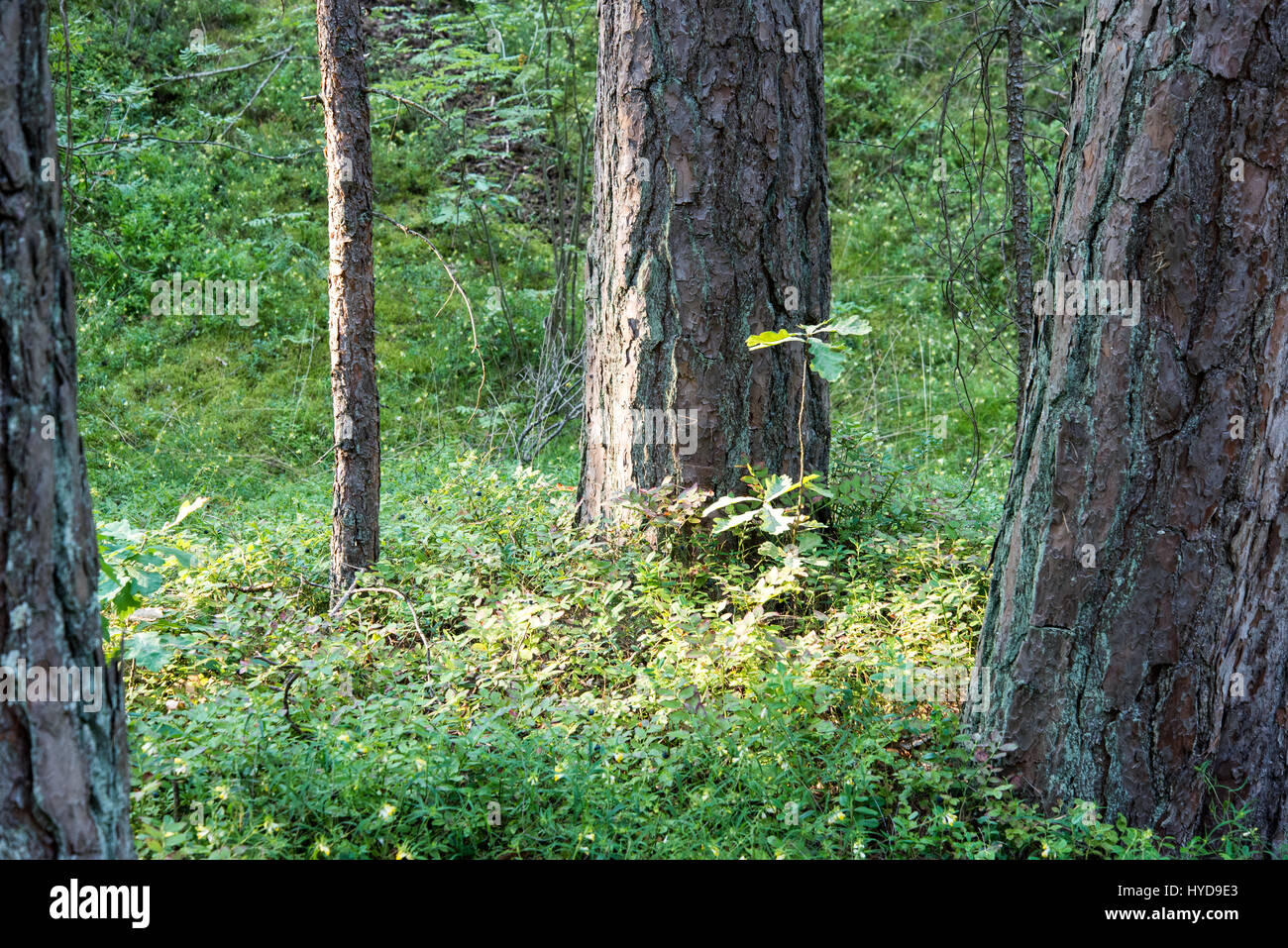 trees in forest near the sea Stock Photo - Alamy