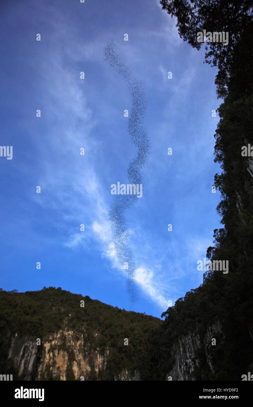 Swarming of the bats in Mulu National Park, Borneo, Malaysia Stock ...