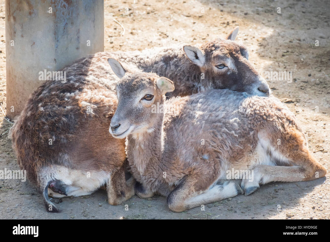 Two European mouflons resting quietly, Ovis Musimon Stock Photo - Alamy