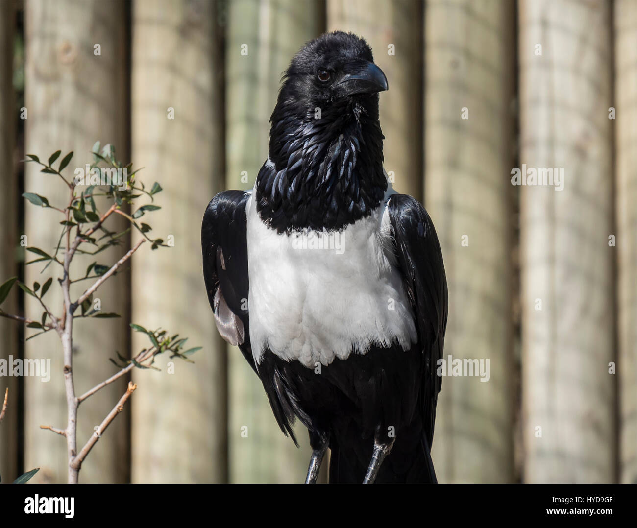 Pied crow, Corvus albus, single bird Stock Photo - Alamy