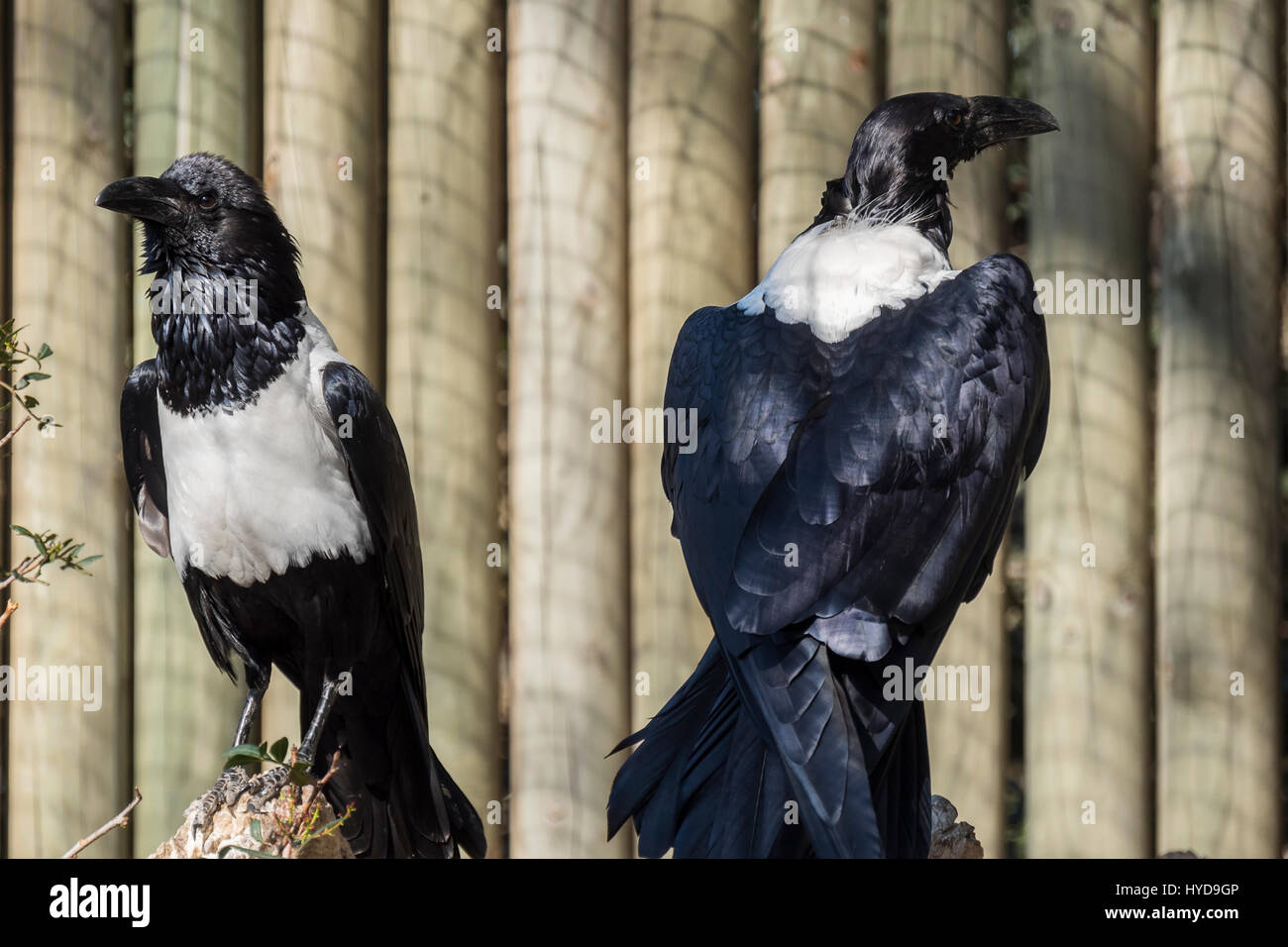 Pied crow, Corvus albus, single bird Stock Photo - Alamy