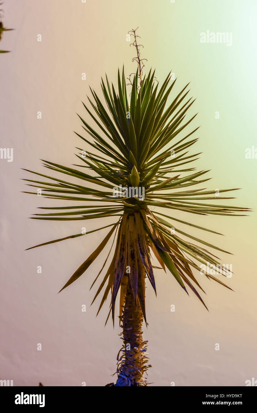 cropped palm tree top Stock Photo - Alamy