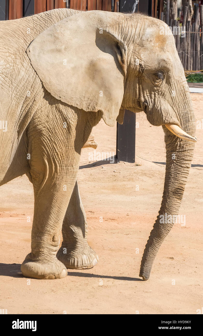 Elephant staying calm, Elephantidae Stock Photo - Alamy