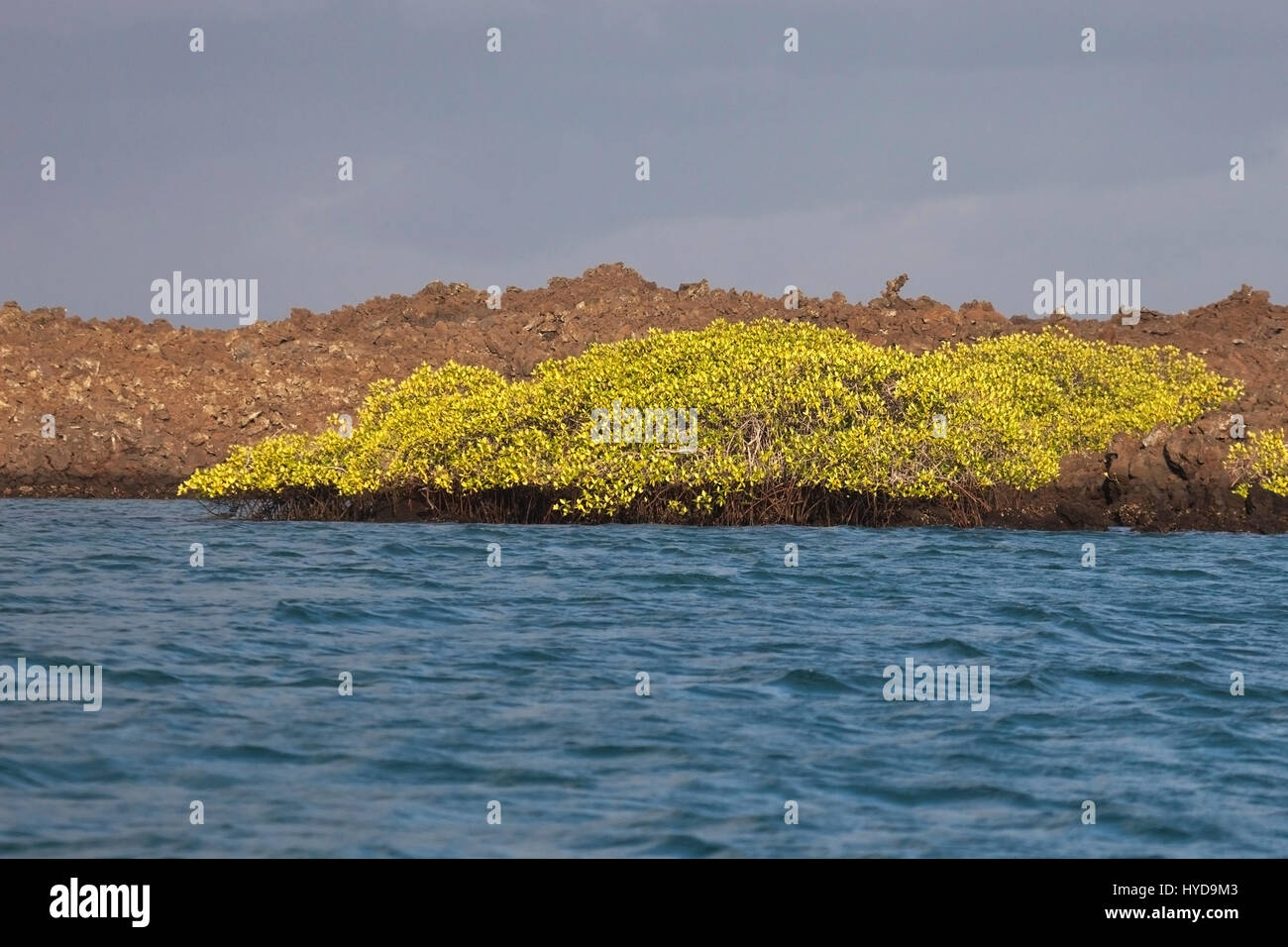 Galapagos Islands coastal ecosystem with mangrove trees extending out ...