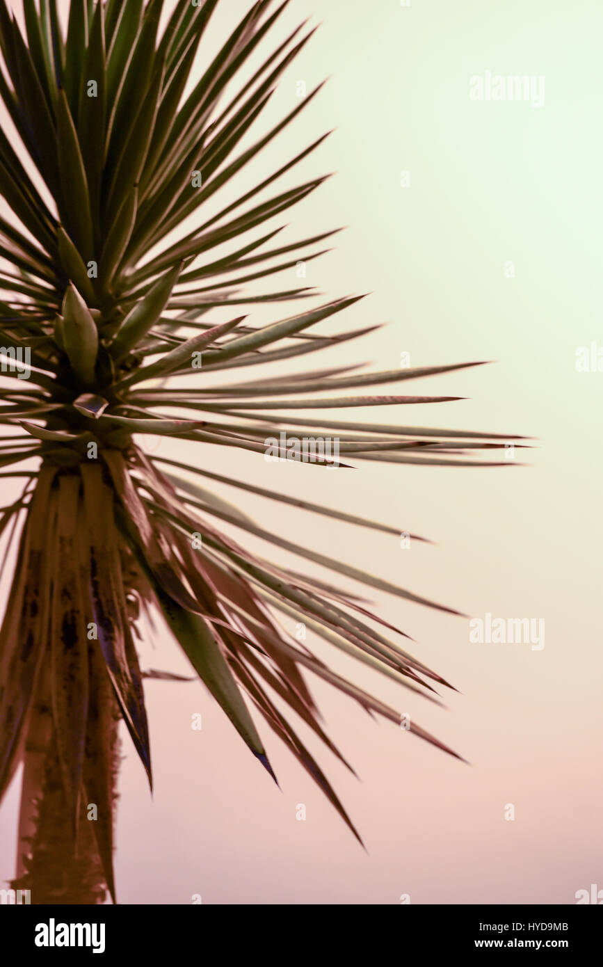 cropped palm tree top Stock Photo - Alamy