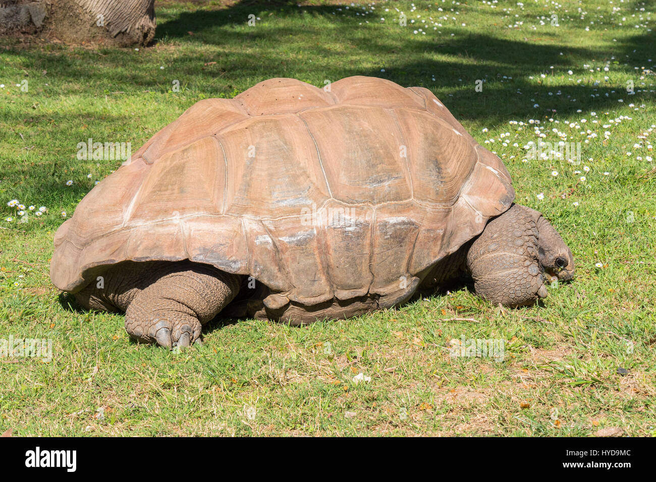 Giant turtle eating grass, Tortoise Aldabra giant Stock Photo - Alamy
