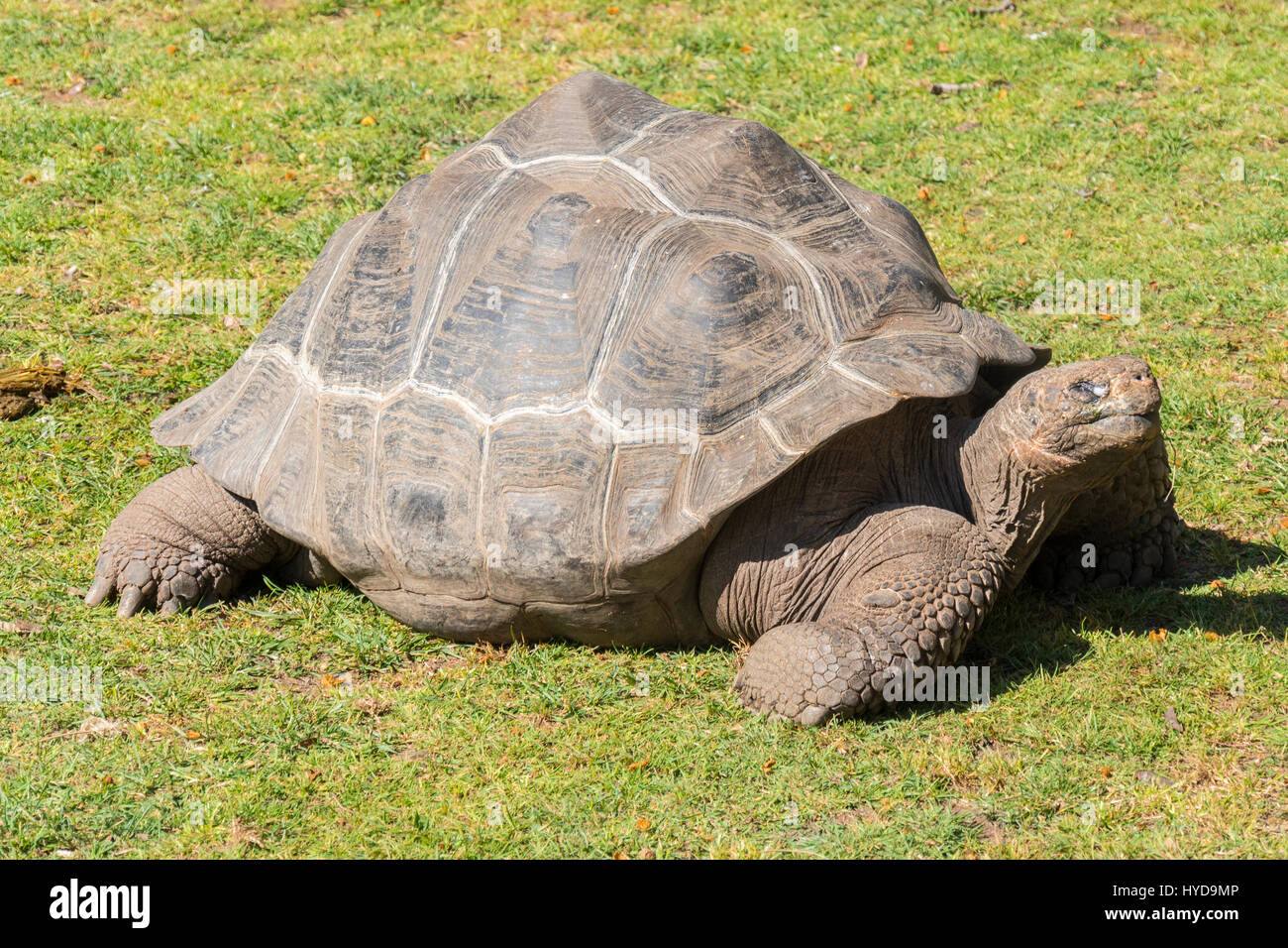 Giant tortoise basking in the sun, Tortoise Aldabra giant Stock Photo ...