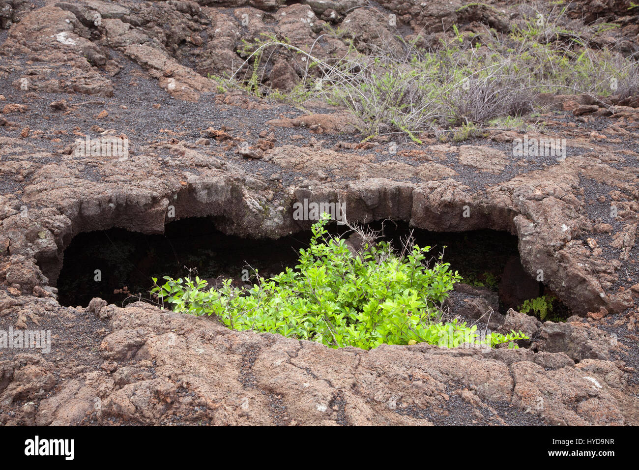 Primary succession hi-res stock photography and images - Alamy