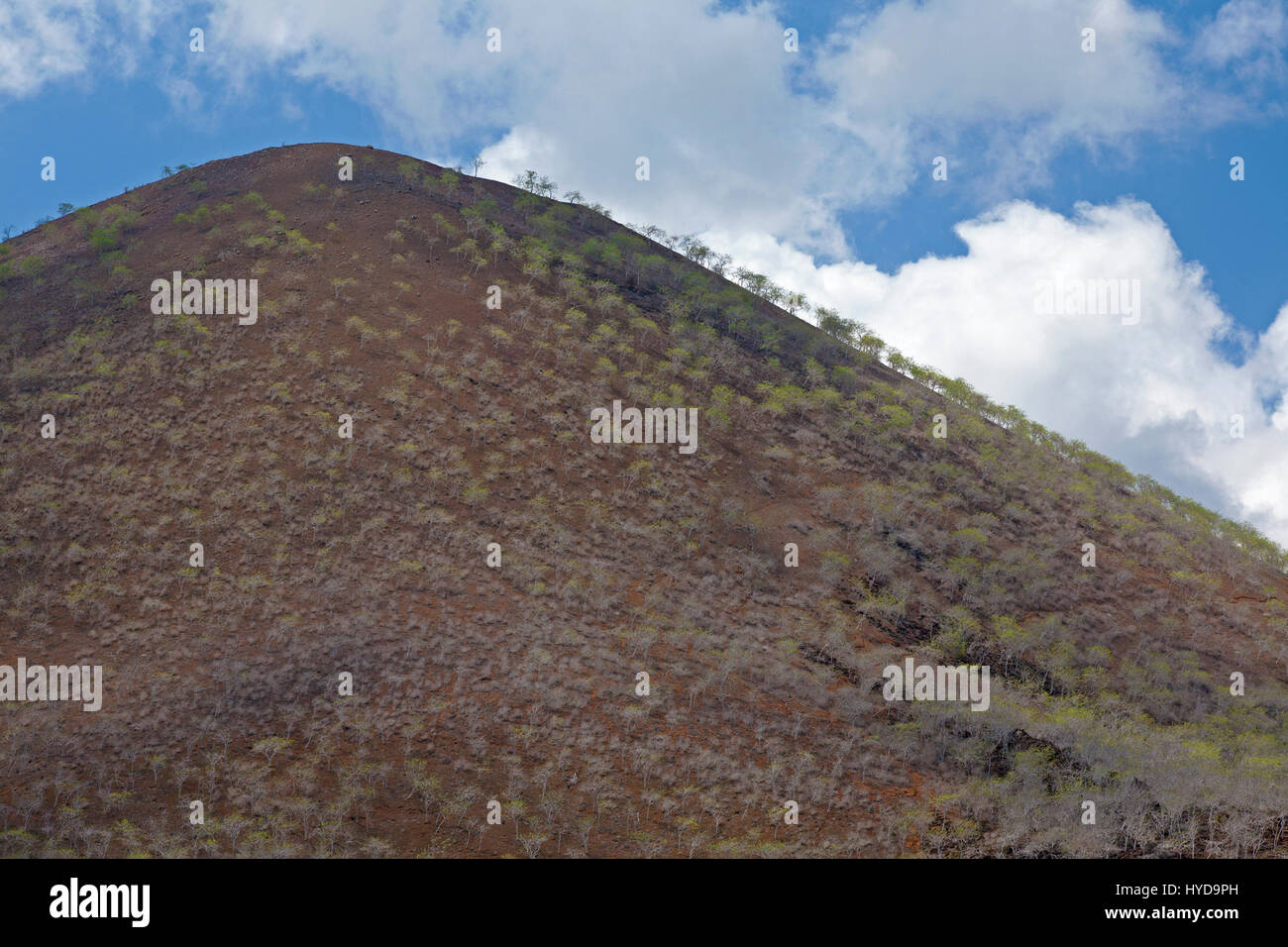 Tropical dry forest biome america hi-res stock photography and images ...
