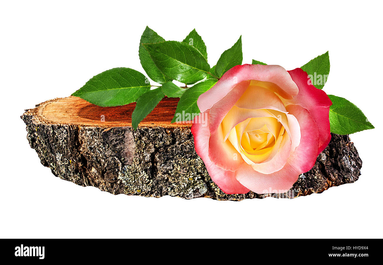 Rose plant cross section hi-res stock photography and images - Alamy