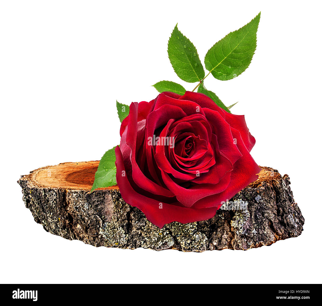 Rose stump Cut Out Stock Images & Pictures - Alamy