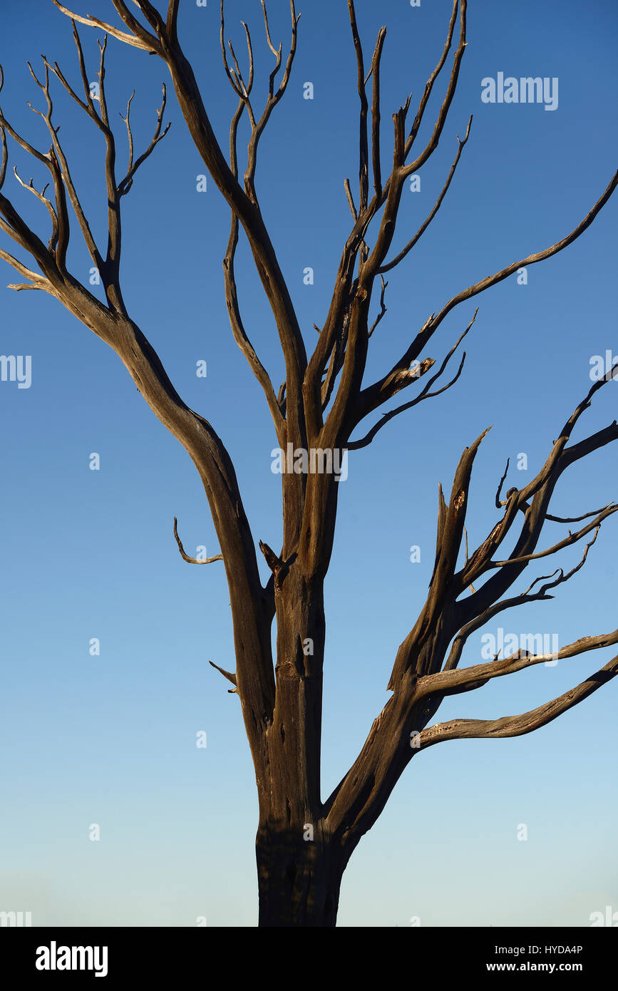 USA, COLORADO, MESA VERDE NATIONAL PARK, DEAD TREE AFTER FOREST FIRE ...