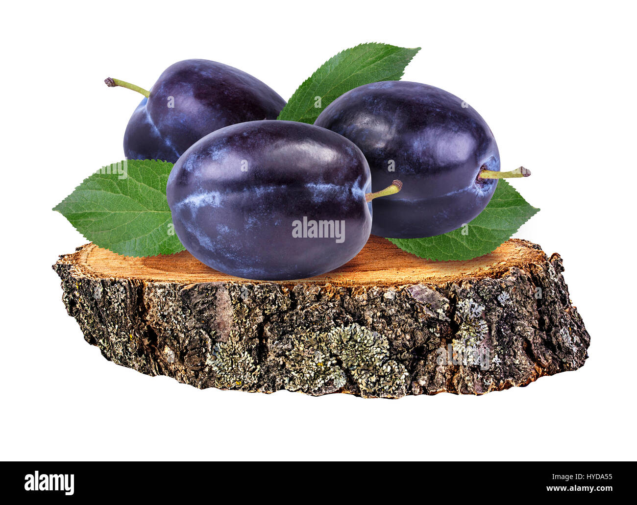 Cross section plum tree trunk hi-res stock photography and images - Alamy
