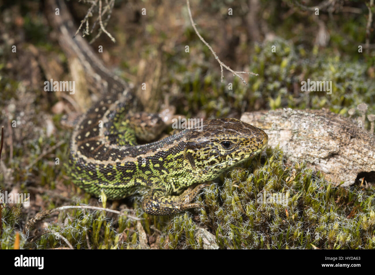 Close-up of male sand lizard (Lacerta agilis) showing its green ...