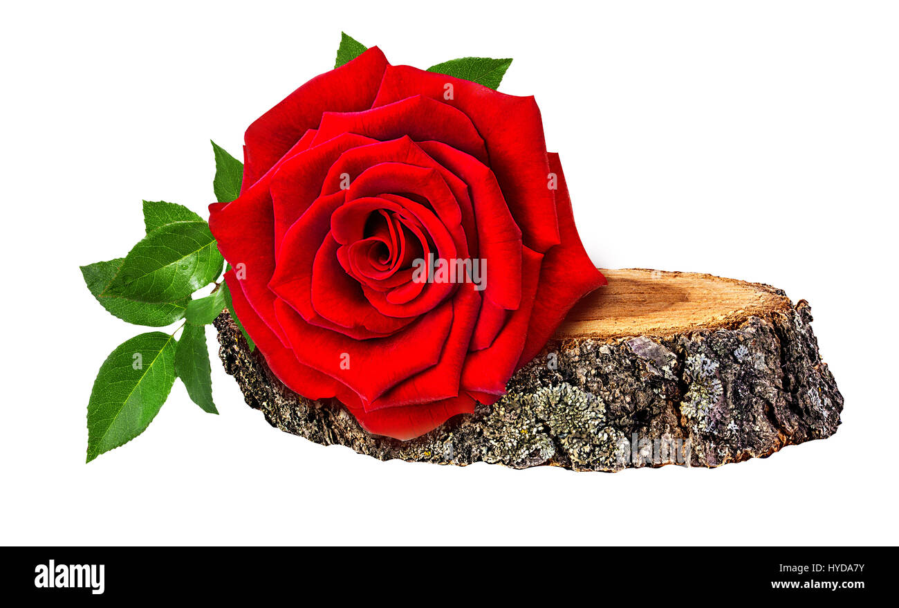 Rose plant cross section Cut Out Stock Images & Pictures - Alamy