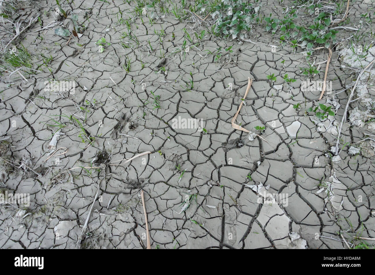 Drought, cracked earth in gray. earth without rain. background Stock ...