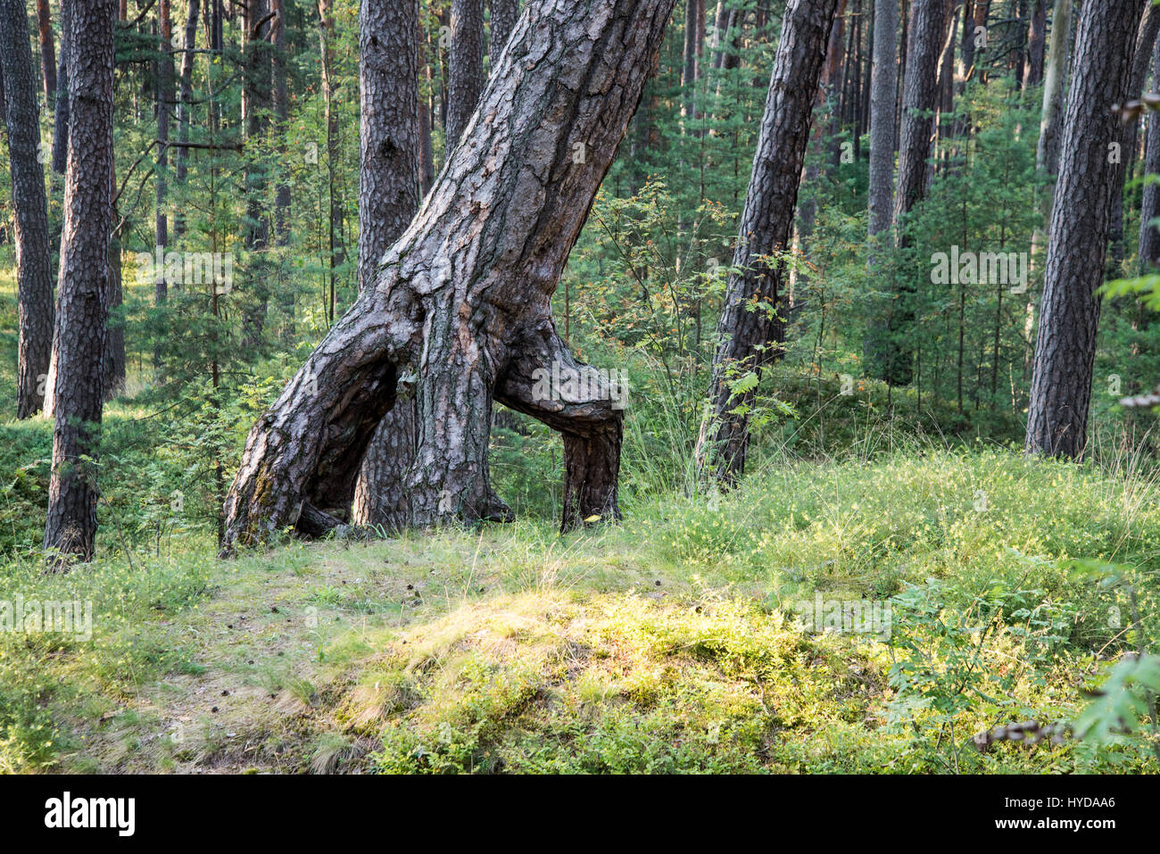 trees in forest near the sea Stock Photo - Alamy