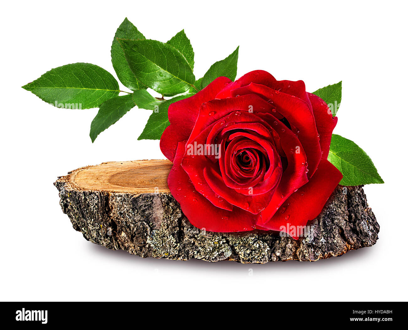 Rose plant cross section hi-res stock photography and images - Alamy