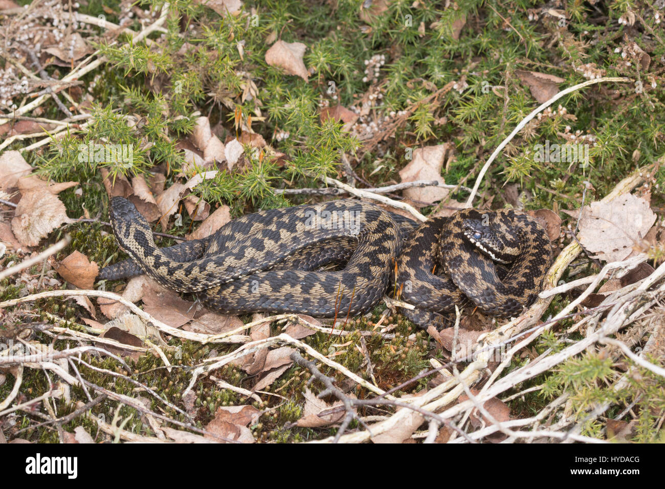 Male adders (Vipera berus) basking in heathland habitat in Surrey, UK ...