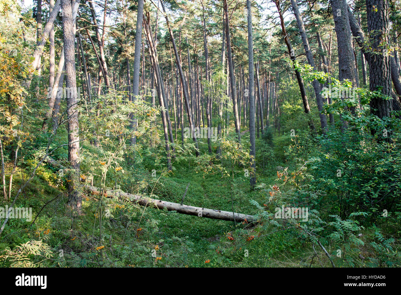 trees in forest near the sea Stock Photo - Alamy