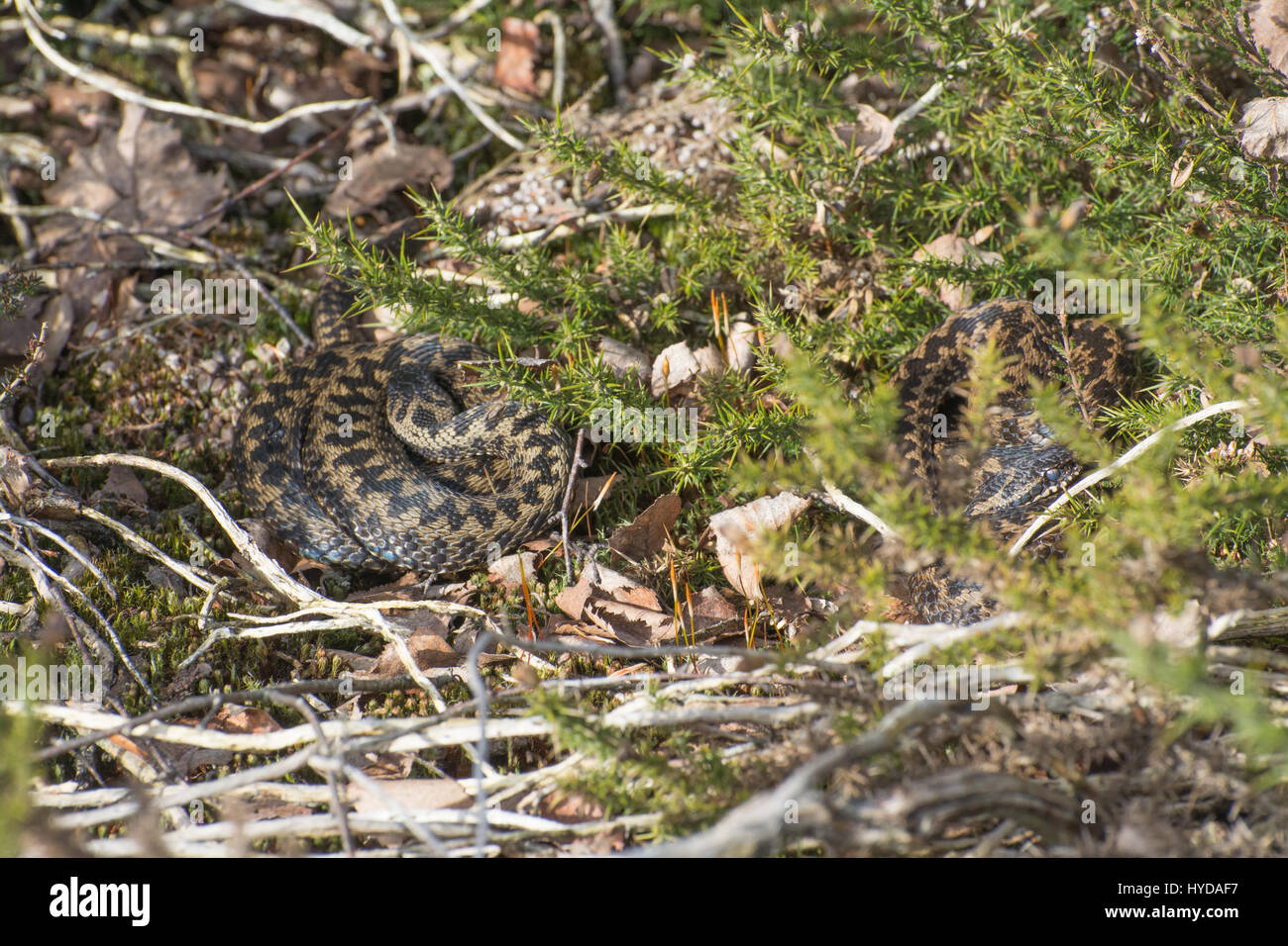 Adders uk hi-res stock photography and images - Alamy
