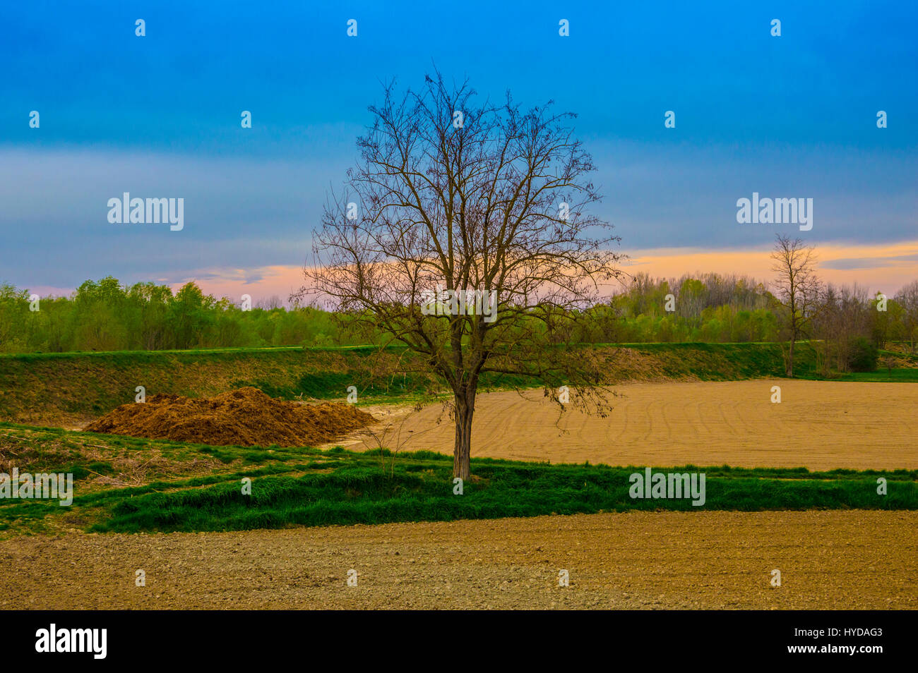 Really saturated landscape with a central tree without leaves Stock ...