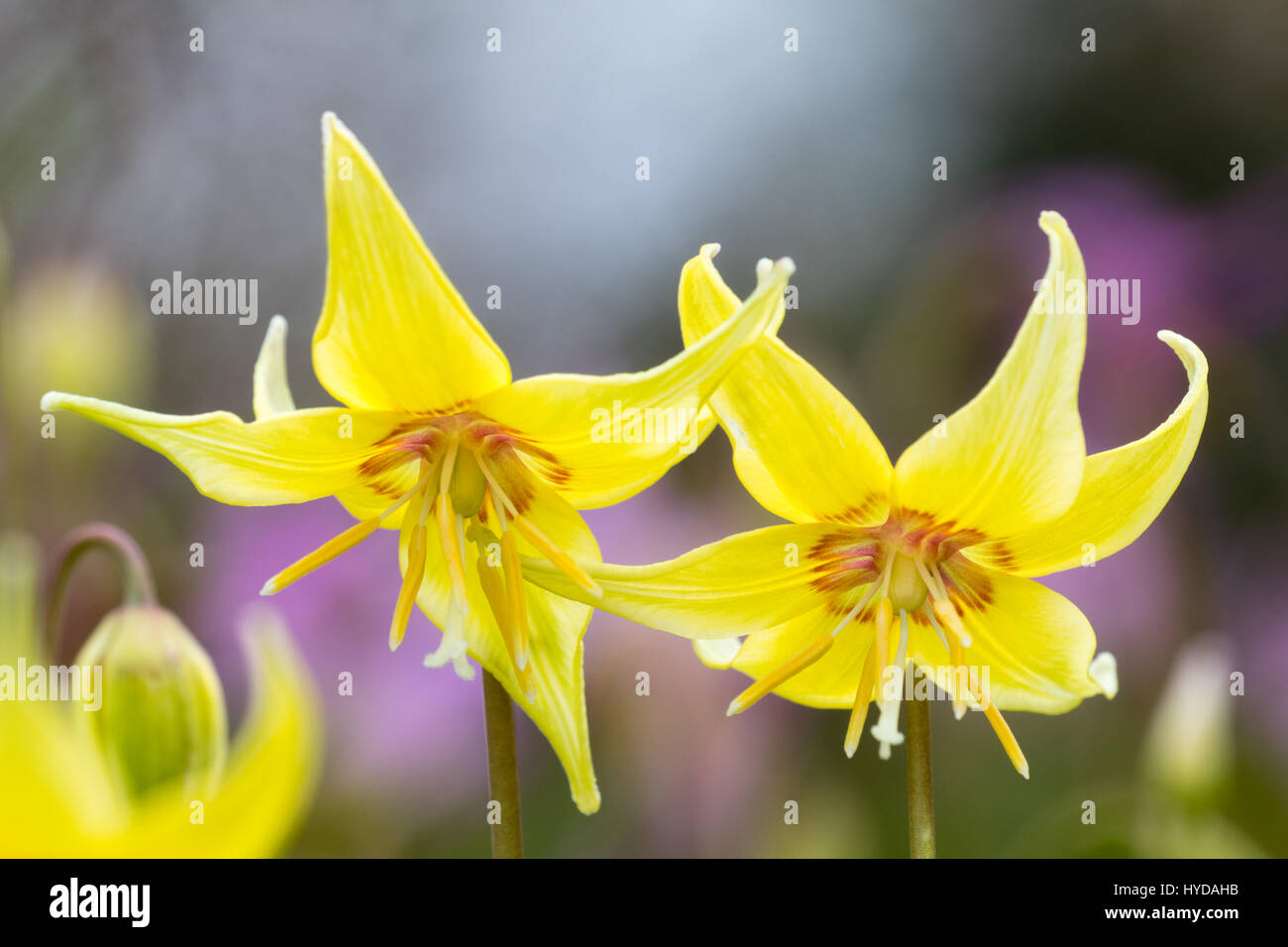Yellow spring flowers of the hardy hybrid trout lily, Erythronium ...