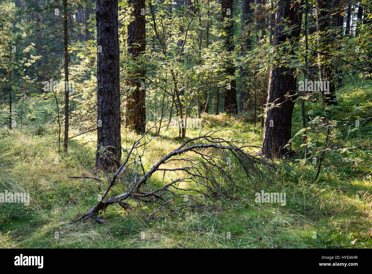 trees in forest near the sea Stock Photo - Alamy
