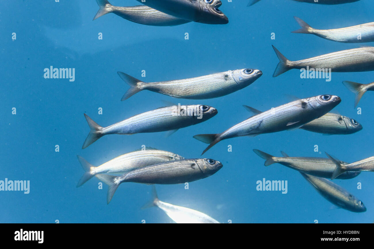 Fishes High Resolution Stock Photography and Images - Alamy