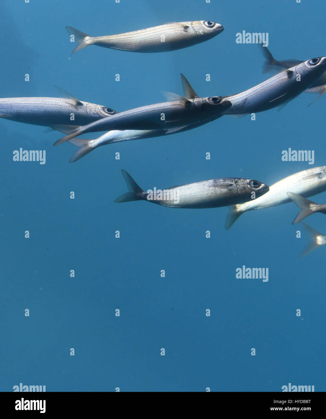 Flying great white shark hi-res stock photography and images - Alamy