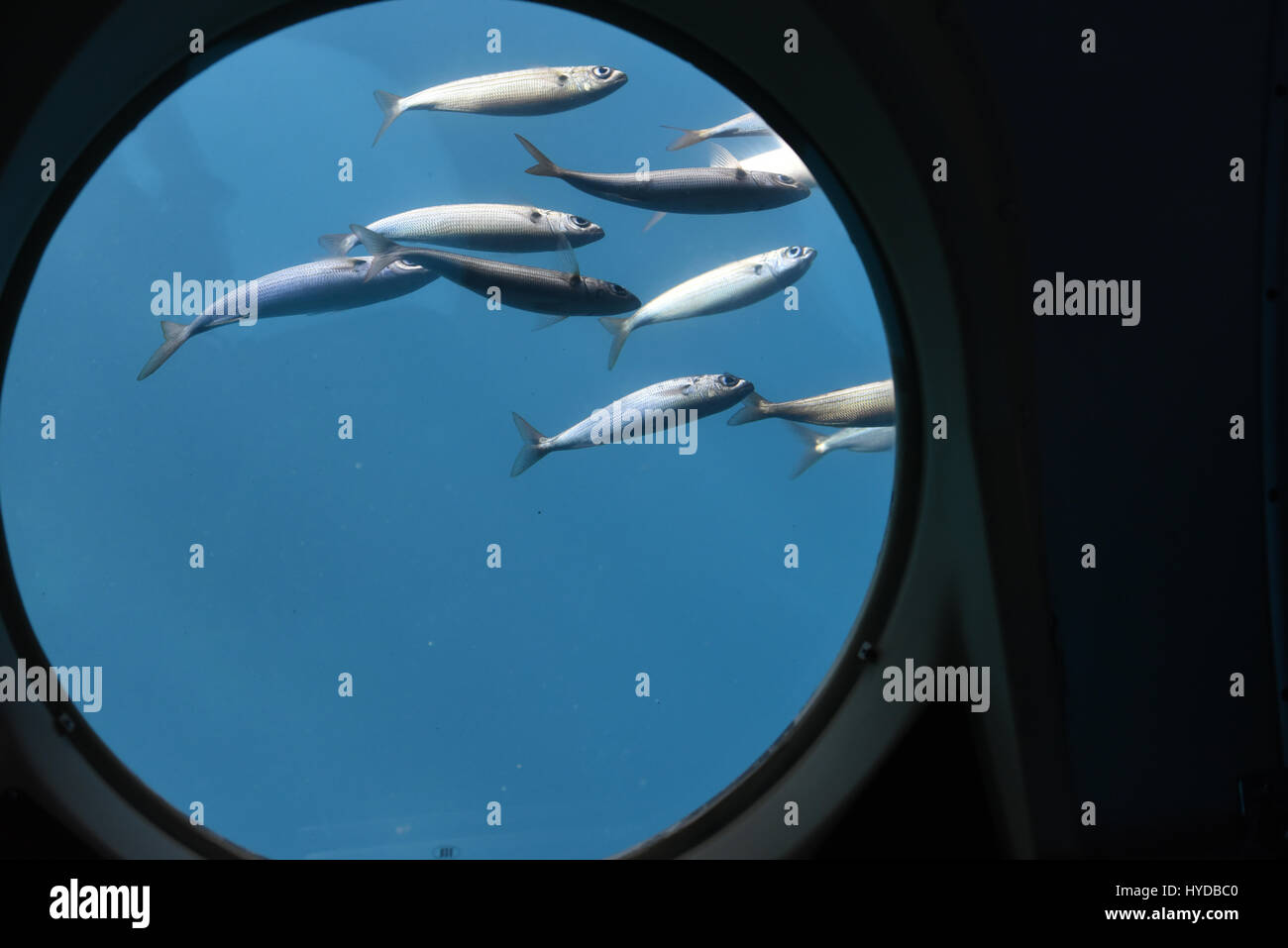 Underwater scenery of deep blue ocean Stock Photo - Alamy