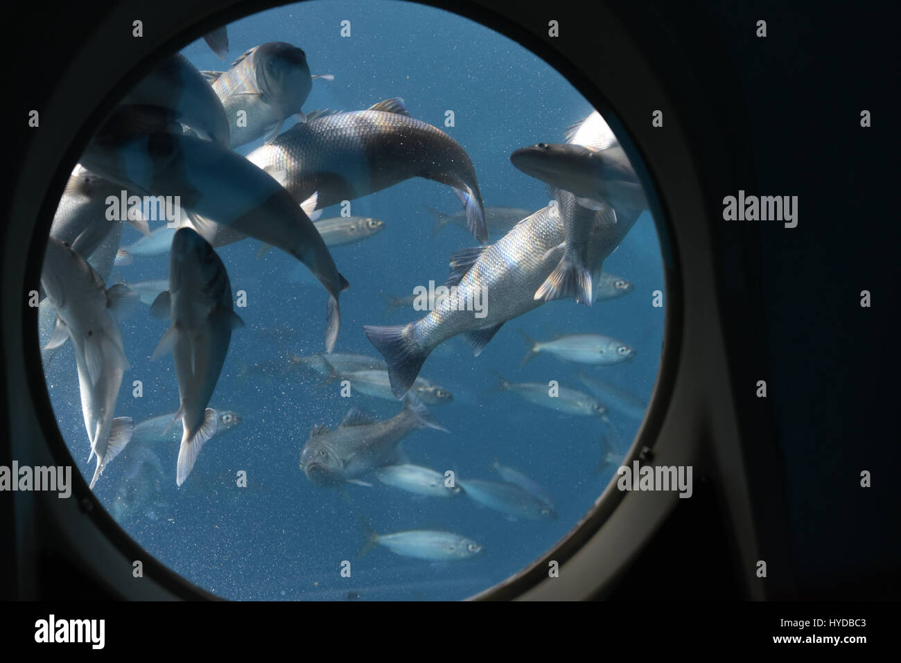 view through ship window to blue water underwater ship Stock Photo - Alamy