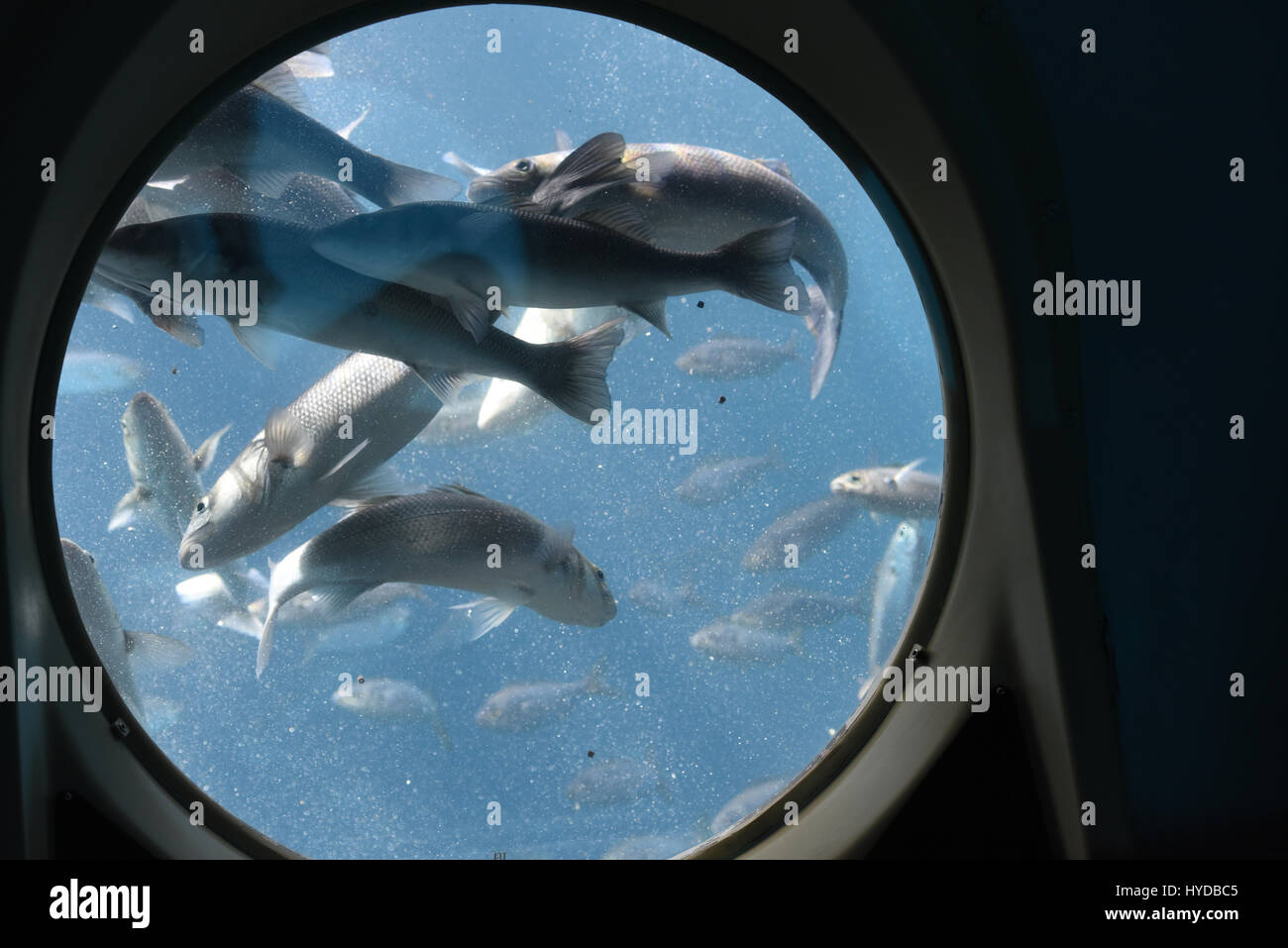 view through ship window to blue water underwater ship Stock Photo - Alamy