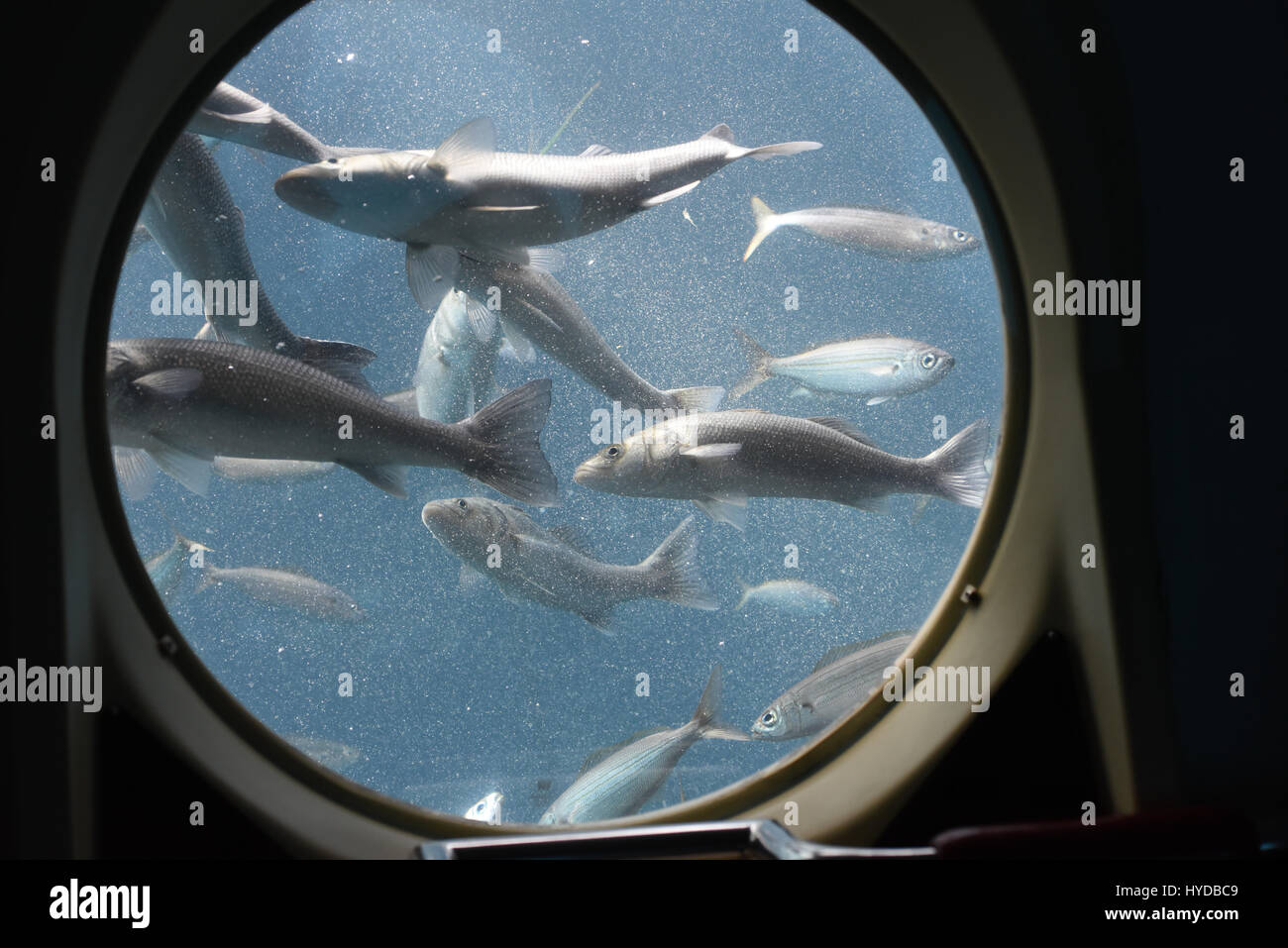view through ship window to blue water underwater ship Stock Photo - Alamy