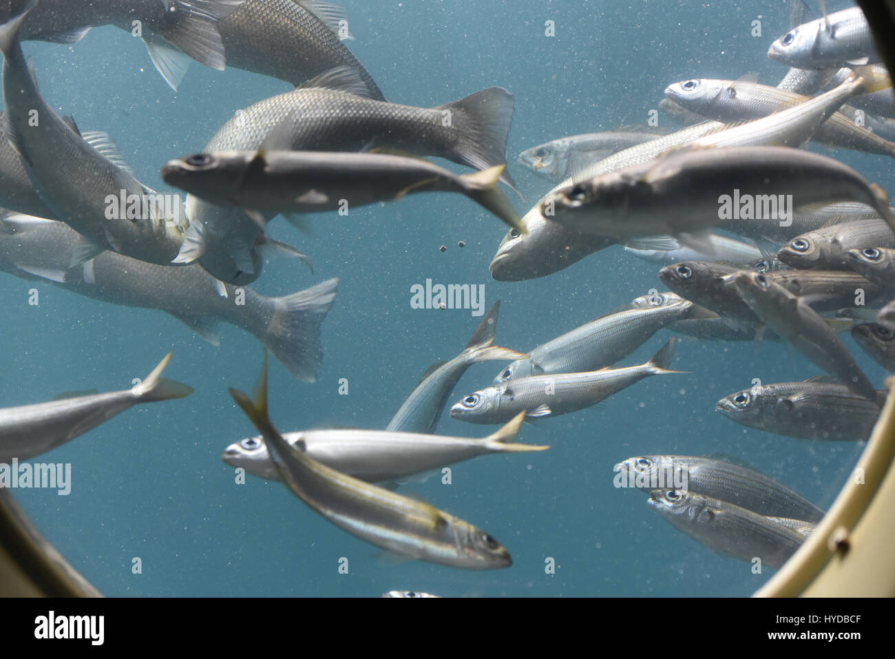view through ship window to blue water underwater ship Stock Photo - Alamy