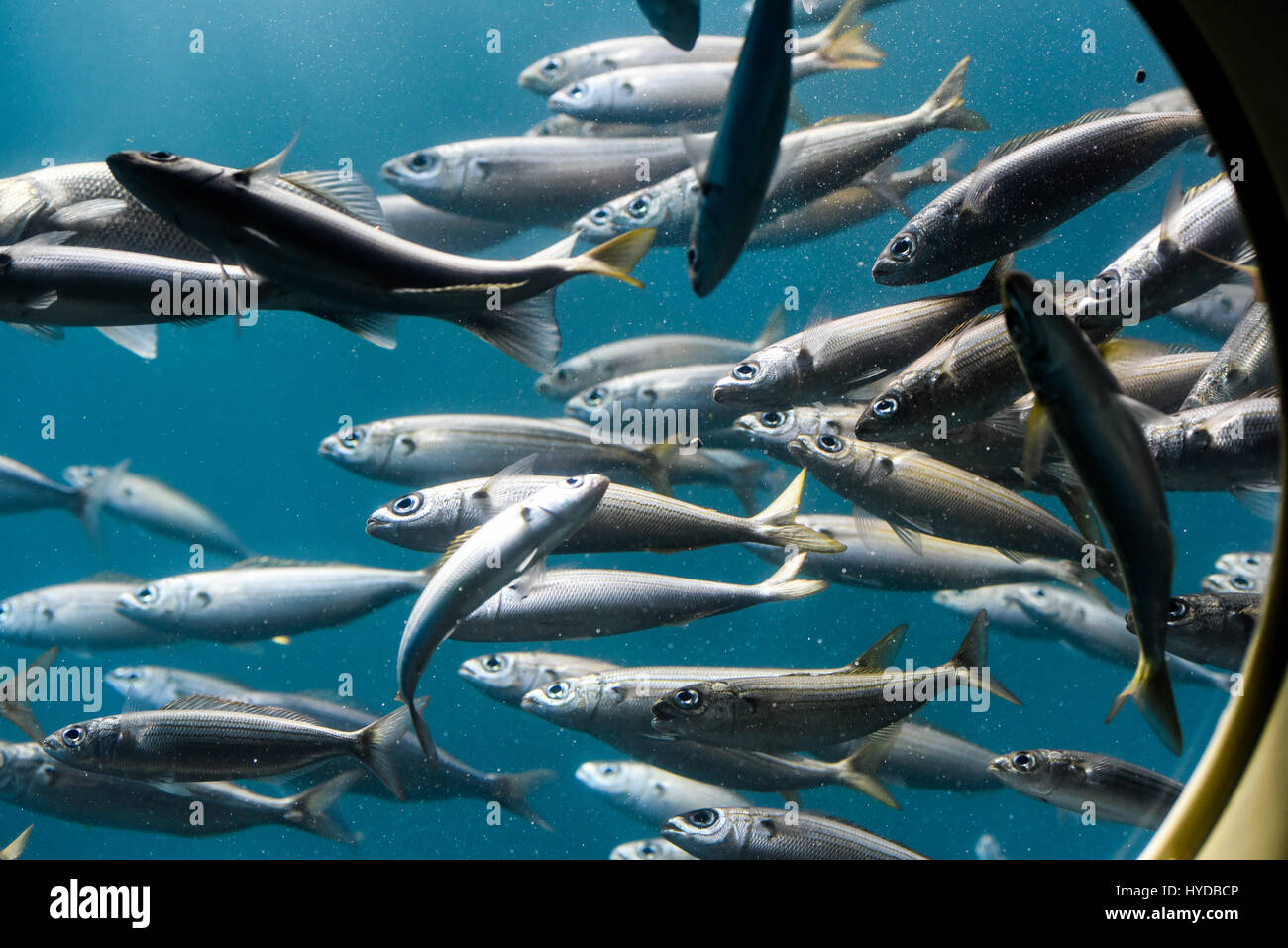 Underwater fish photography Stock Photo - Alamy