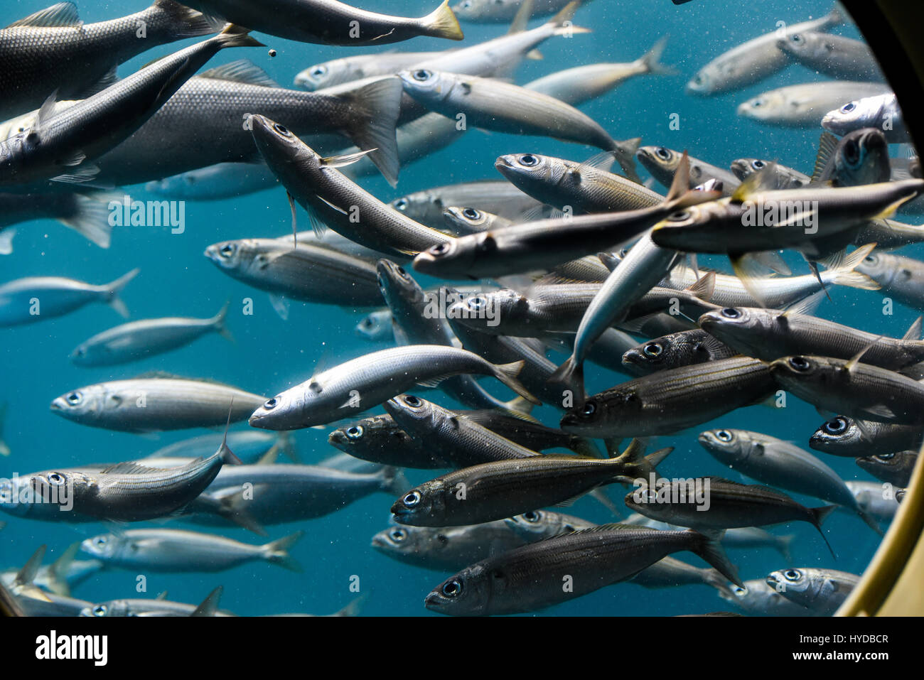 Underwater fish photography Stock Photo - Alamy