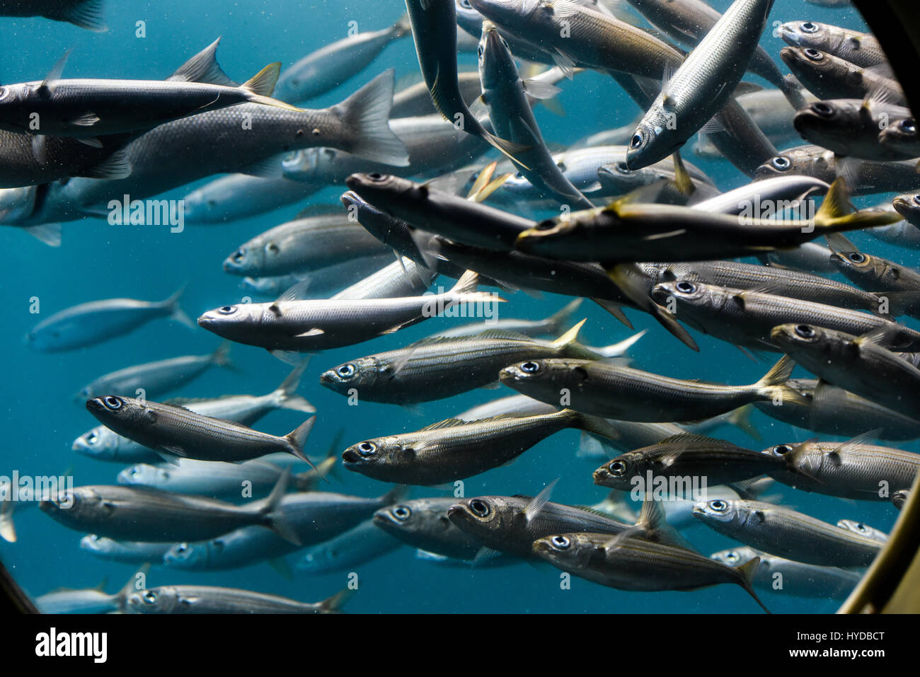 Underwater fish photography Stock Photo - Alamy