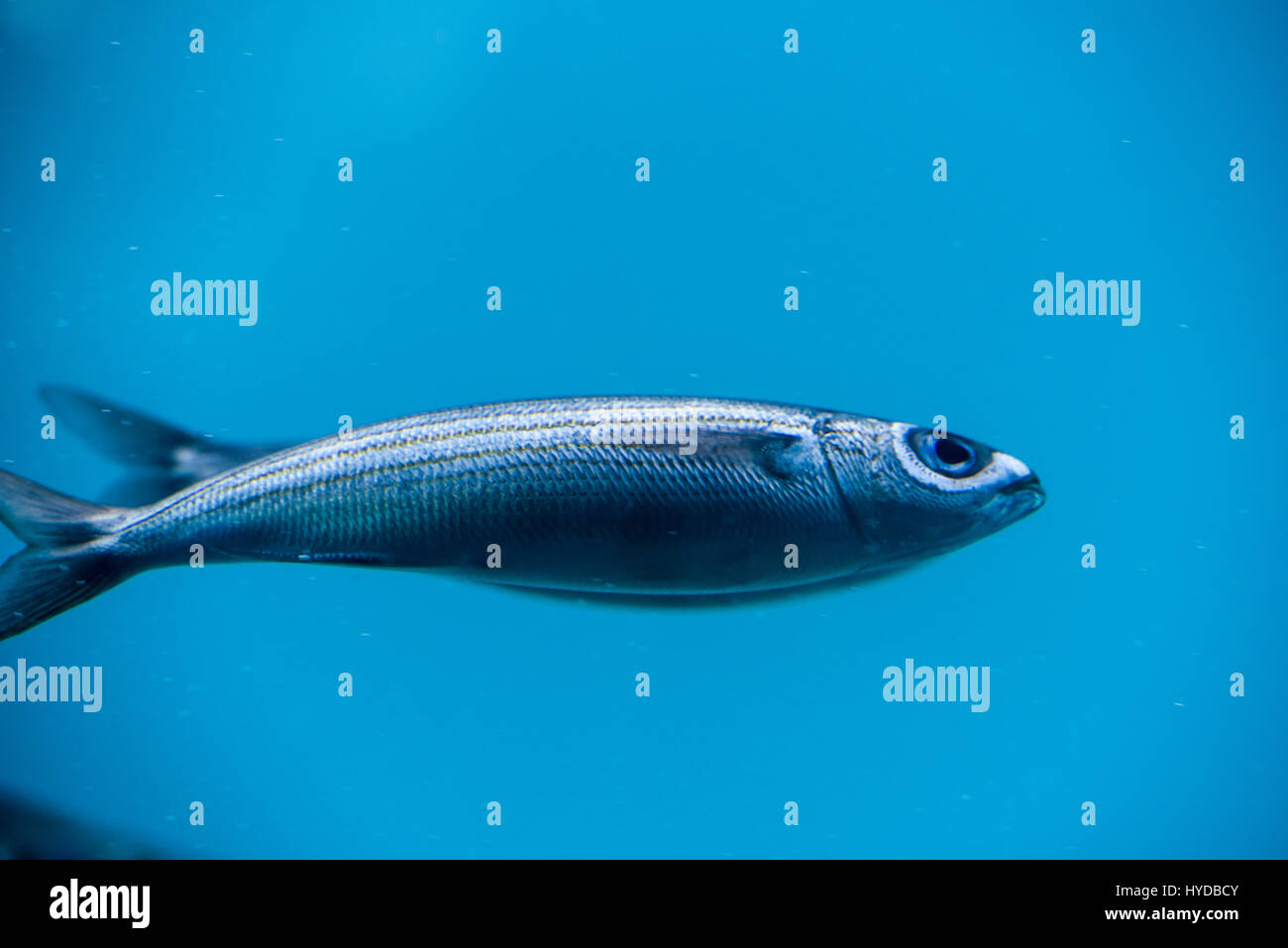 Underwater fish photography Stock Photo - Alamy