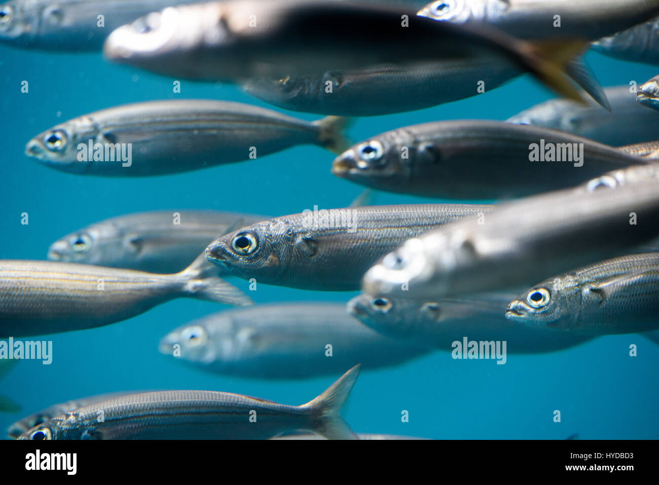 Underwater fish photography Stock Photo - Alamy