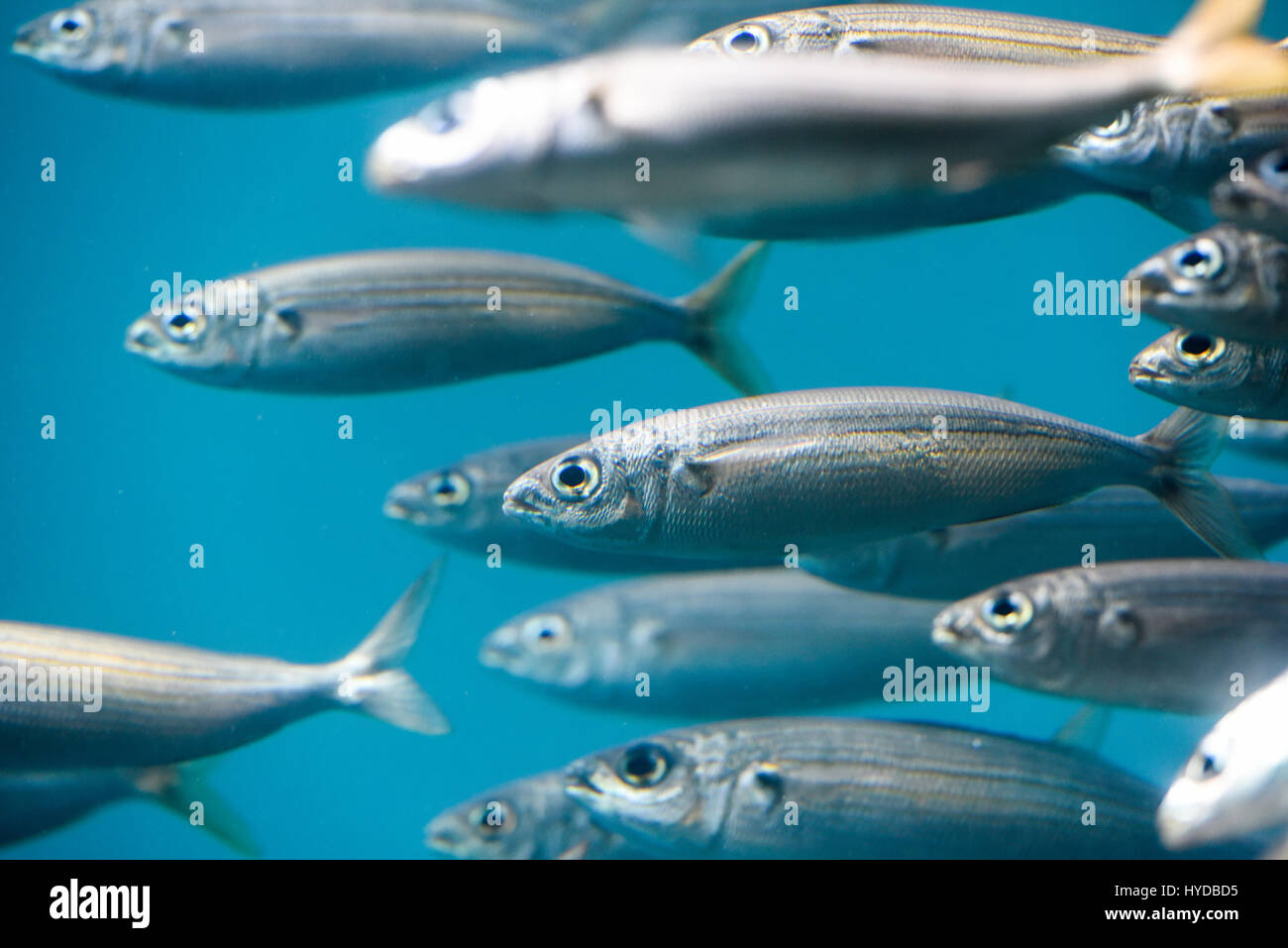 Underwater fish photography Stock Photo - Alamy