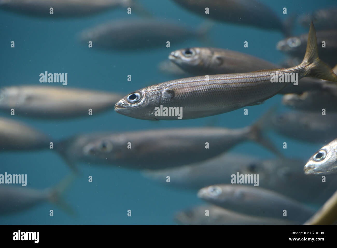 Underwater fish photography Stock Photo - Alamy